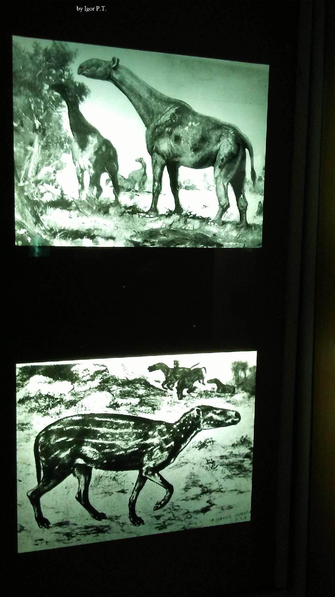 Macedonian Museum of Natural History – VOICES