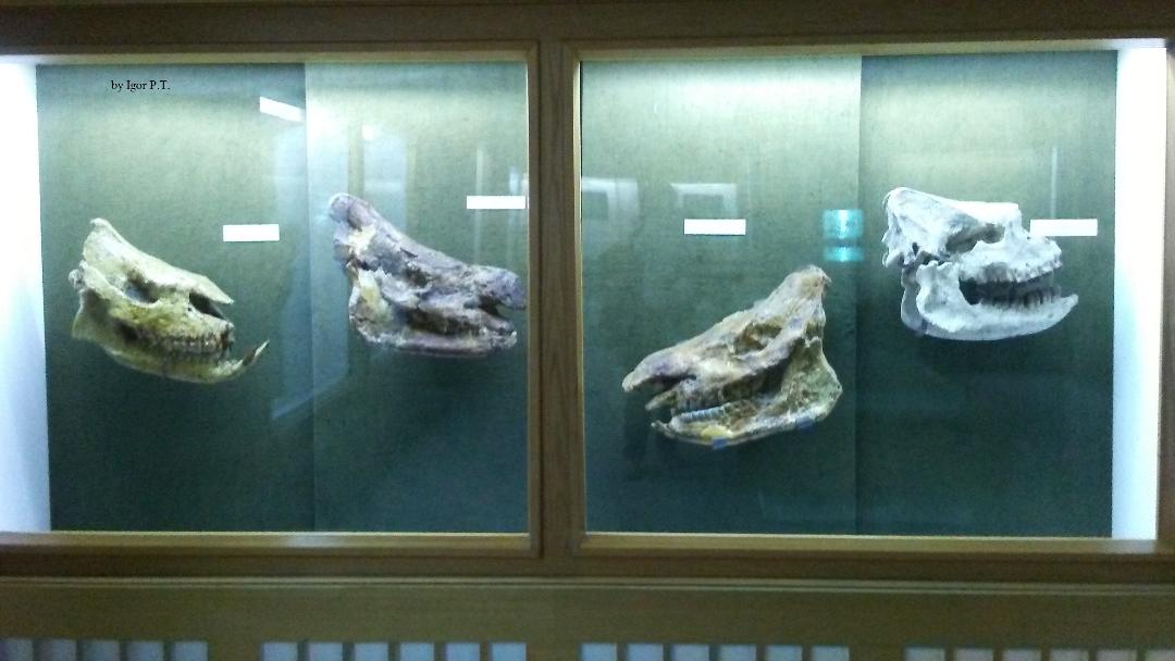 Macedonian Museum of Natural History – VOICES