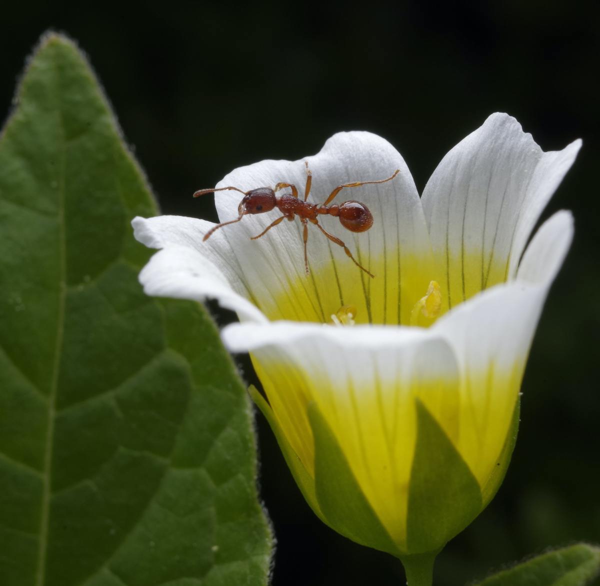 The life of ants is quite interesting – VOICES