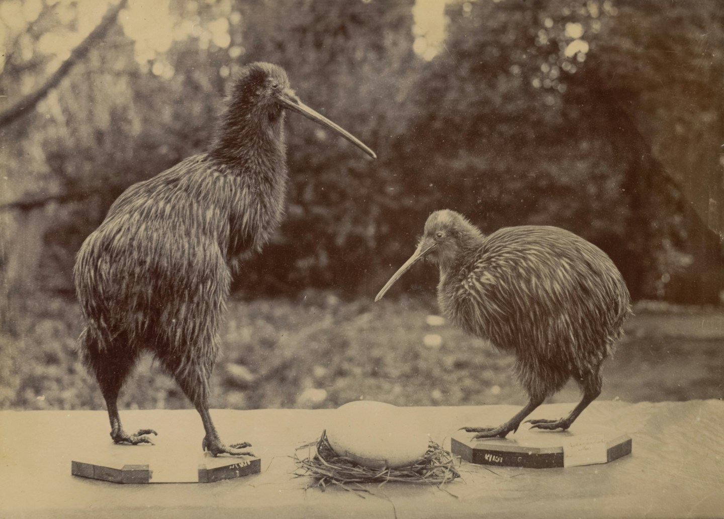 Looks like a kiwi, acts like a bird What is it? – VOICES